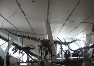 Allosaurus Roar’s Top Twenty-Five North American Dinosaur Museums ...