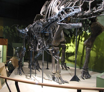 Allosaurus Fossil