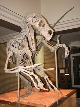 Allosaurus Roar’s Favorite Dinosaur Displays – Allosaurus Roar