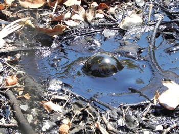 La Brea Tar Pits & Museum, Los Angeles, CA – Allosaurus Roar