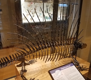 AR’s Top Edaphosaurus Displays – Allosaurus Roar
