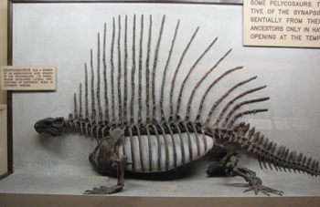 AR’s Top Edaphosaurus Displays – Allosaurus Roar