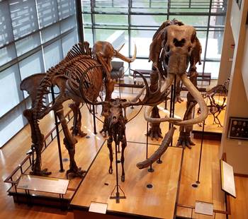Allosaurus Roar’s Top 25 Prehistoric Fossil Museums in North America ...