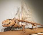 Allosaurus Roar’s Top Dimetrodon Displays – Allosaurus Roar