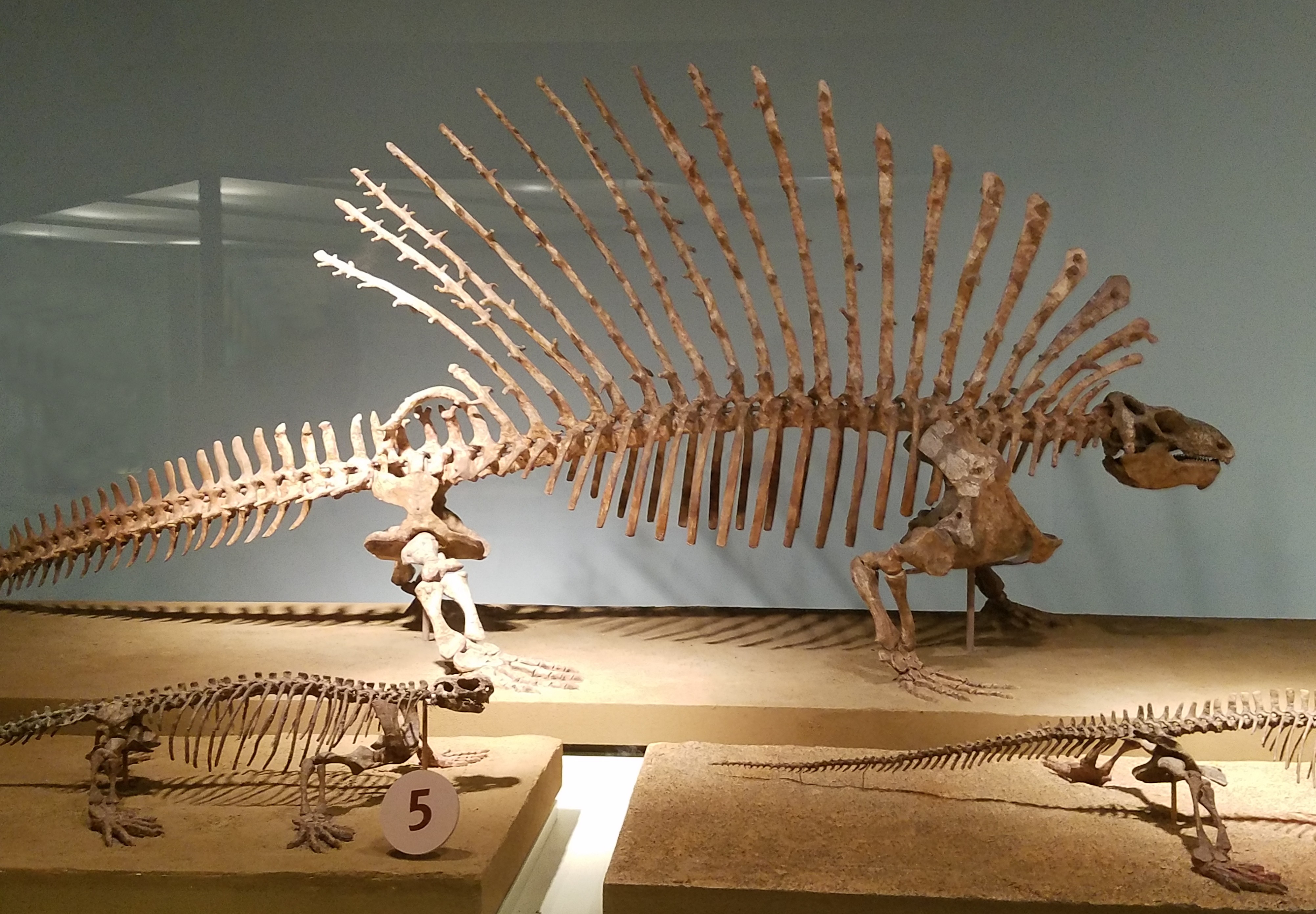 Allosaurus Roar – Dinosaur Museum Reviews!